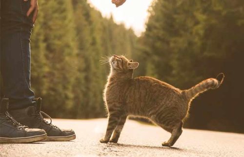 13 Life Lessons to Learn from Your Cat