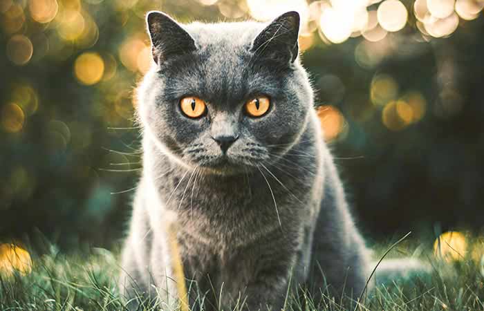 13 Life Lessons to Learn from Your Cat