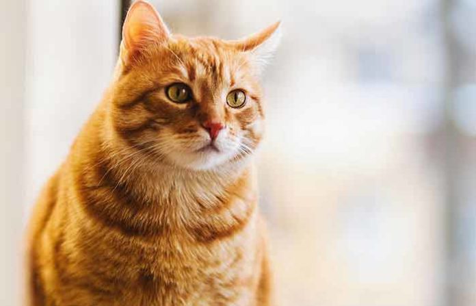 The Taurus Cat: Personality and FACTS about Taurus Kitties