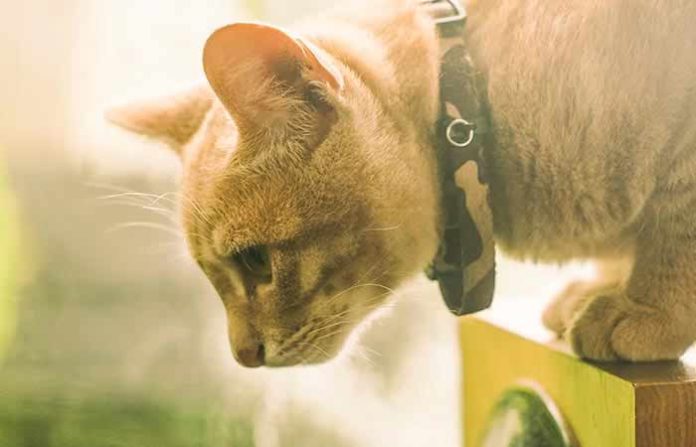 13 Life Lessons to Learn from Your Cat