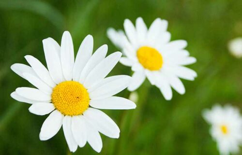 4 Aries Birth Flowers: What Flowers Represent Aries the Zodiac Sign?