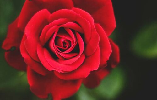 4 Taurus Birth Flowers & Their Meanings