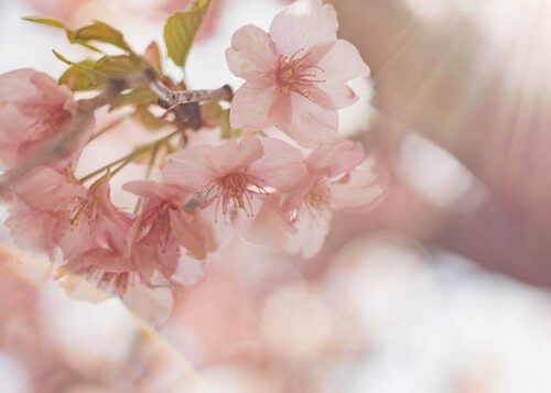 A Guide to the Zodiac Signs of April: Aries, Taurus, and The Cusp of Power