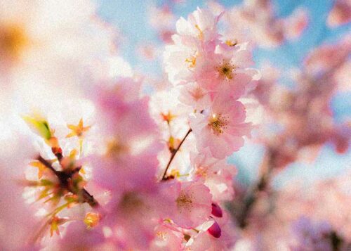 Your Guide to March Zodiac Signs: Pisces, Aries, and The Cusp of Rebirth