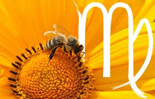 Virgo Spirit Animals: The Ultimate Guide to the Spirit Animals of Virgo