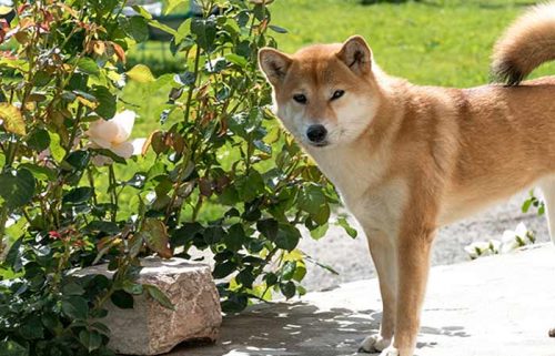 Dog Astrology: A Guide to the Libra Dog’s Personality