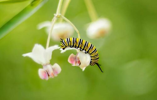 A Quick Guide to February Spirit Animals