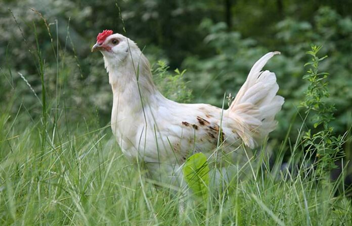 June Spirit Animals: June Symbolic Animal Meaning