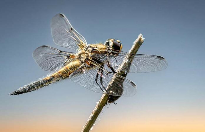 January Spirit Animals: What Are They? What Do They Mean?