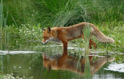 May Animal Guide: A Guide to the Spirit Animals of May