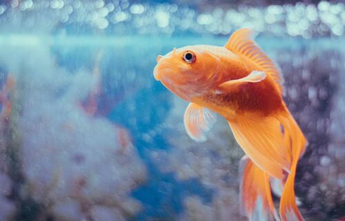 January Spirit Animals: What Are They? What Do They Mean?