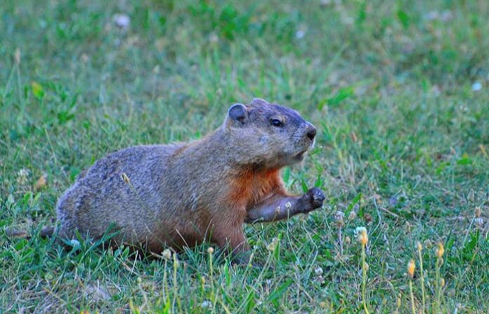 April Spirit Animals: Animals that Represent April Babies