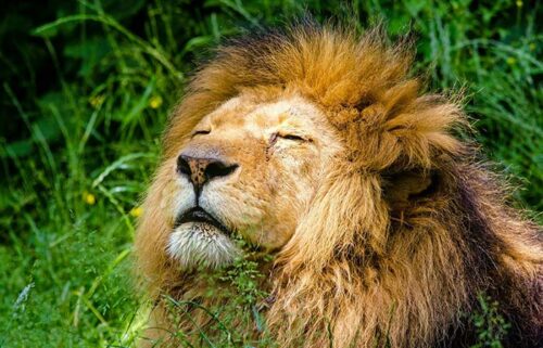 March Spirit Animals: March Symbolic Animal Meaning