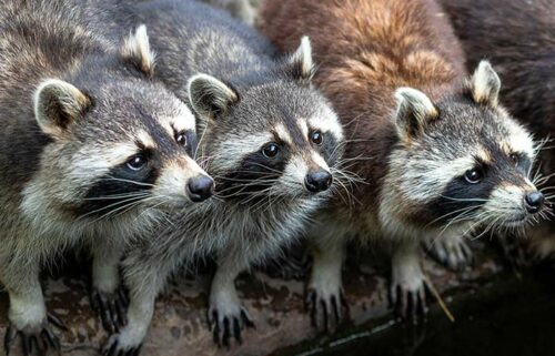 May Animal Guide: A Guide to the Spirit Animals of May